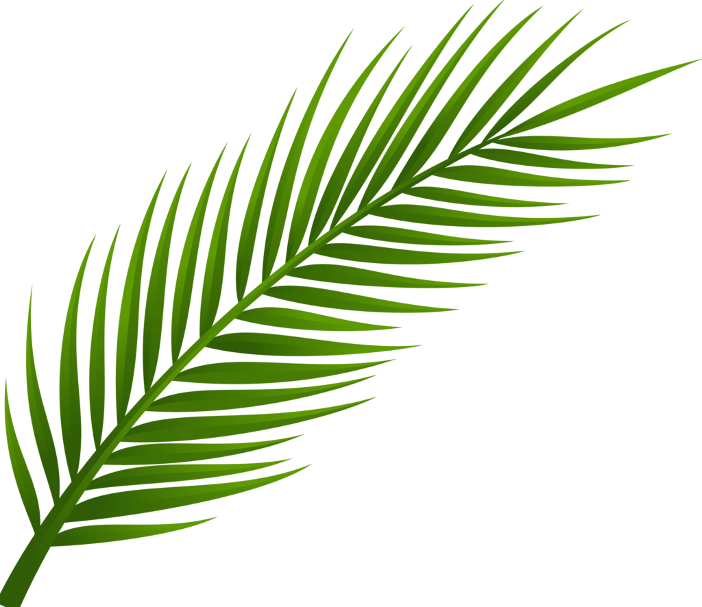 Palm Collection | Palm Garden Nevis