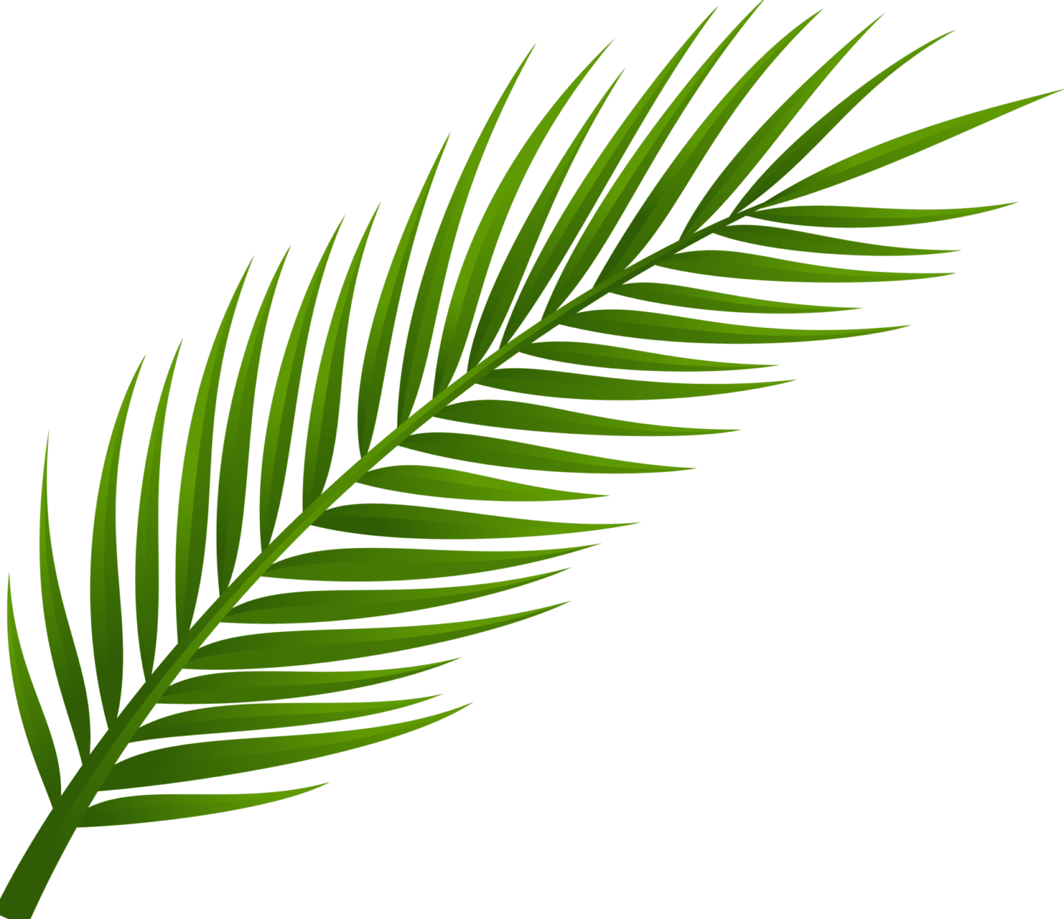 Palm Collection | Palm Garden Nevis